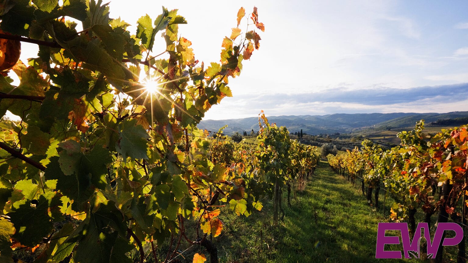 English Wine Producers