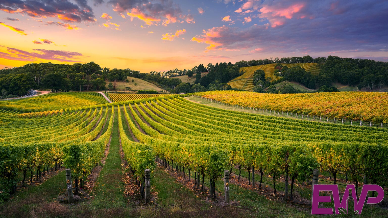 English Wine Producers