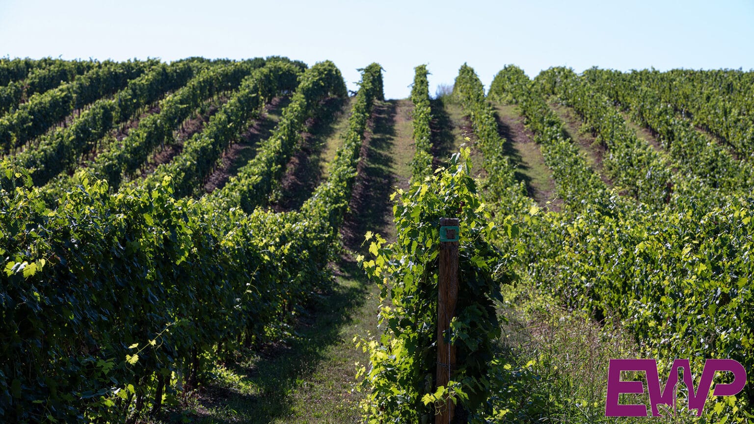 English Wine Producers