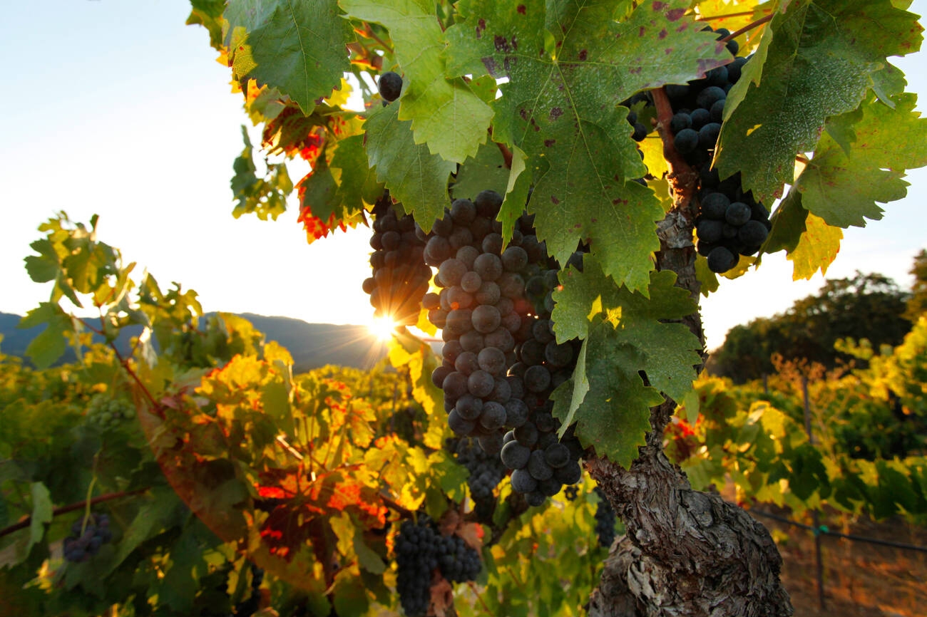 A Comprehensive Guide To Best Zinfandel (The Star of California ...