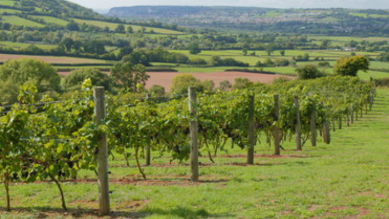 Best Vineyards UK - English Wine Producers